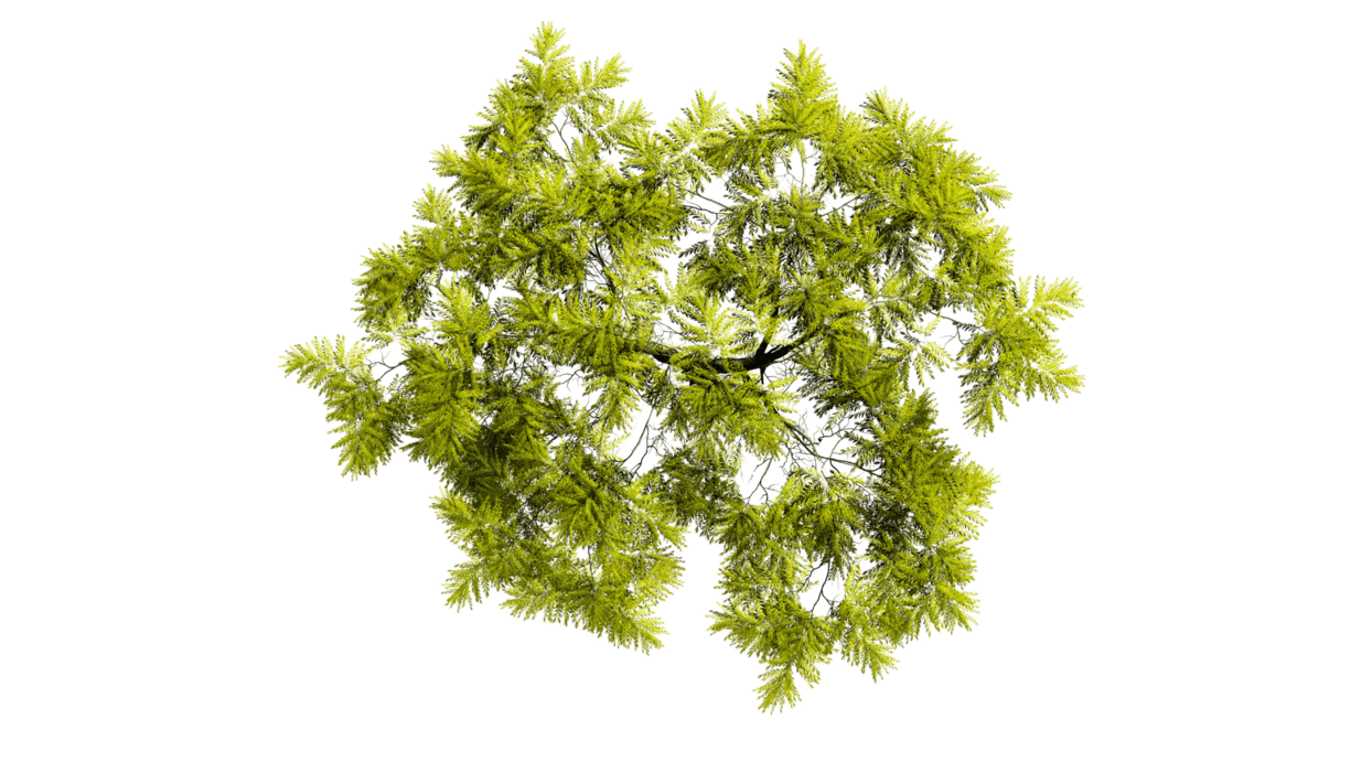 Architectural Tree Plan PNGs for Free Download