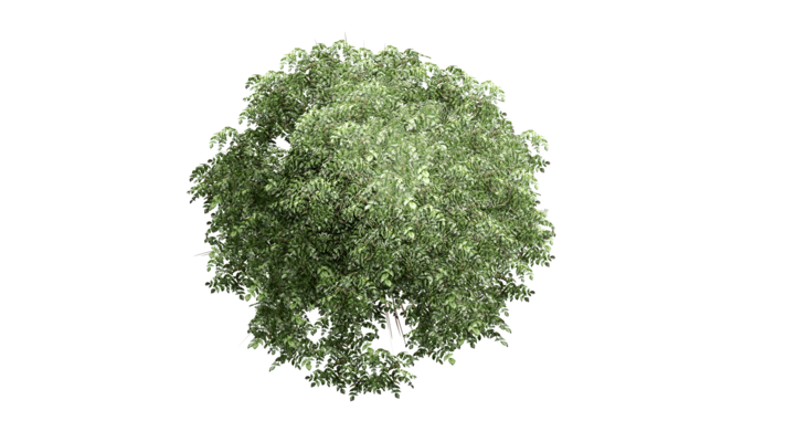 Grass Top View Pngs For Free Download