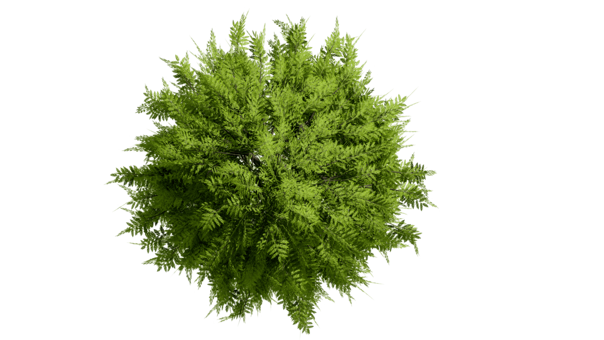 Tree Plan View PNGs for Free Download