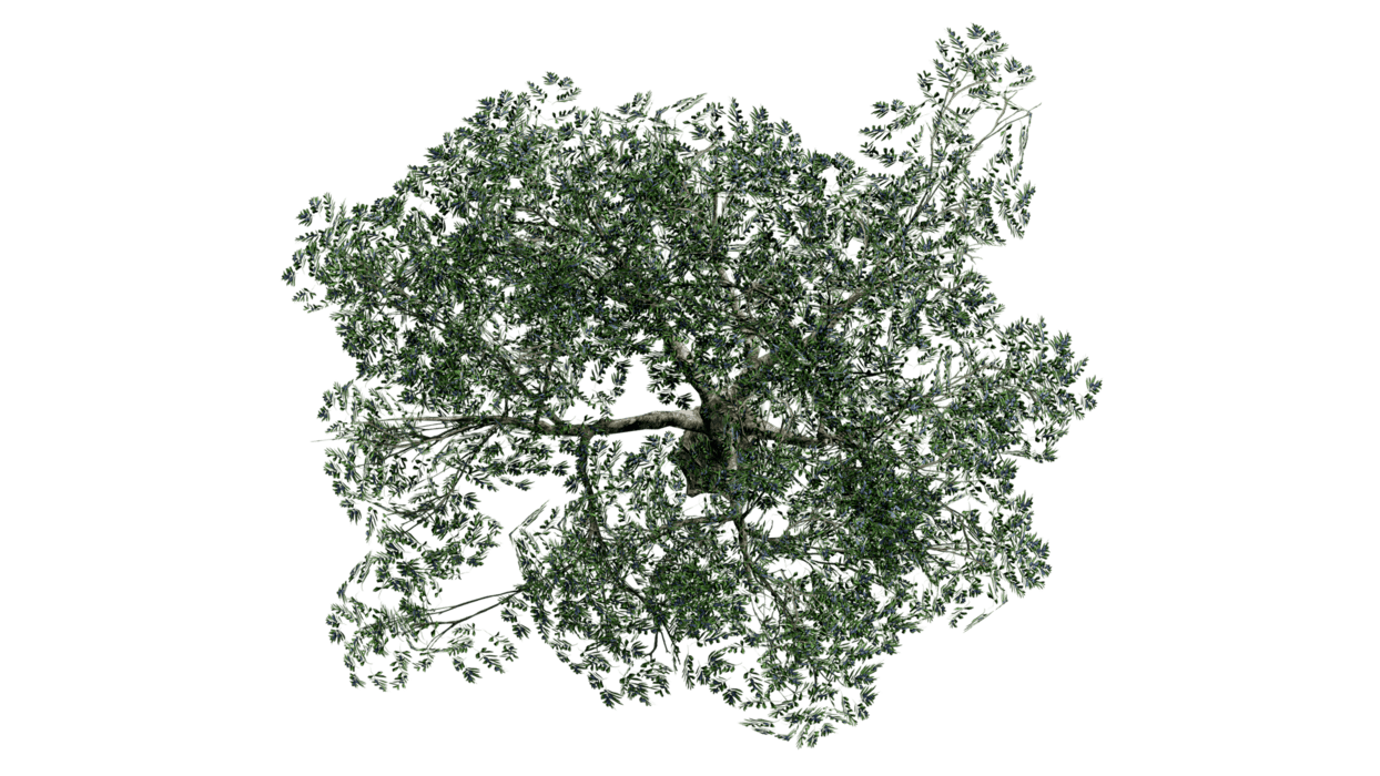 Page 2 | Tree Top View PNGs for Free Download