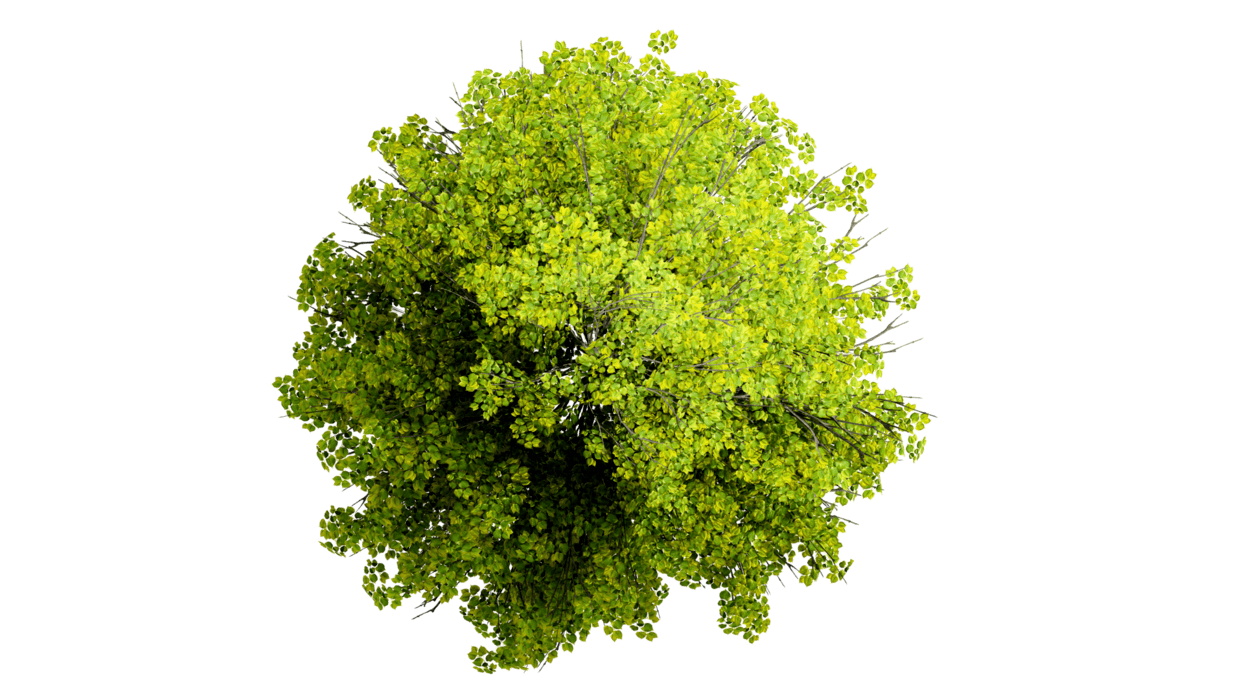 Tree Top View PNGs for Free Download