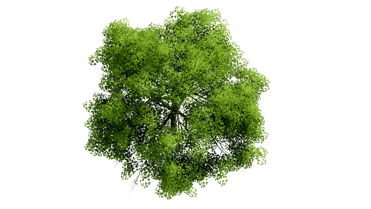 Tree Top View PNGs for Free Download