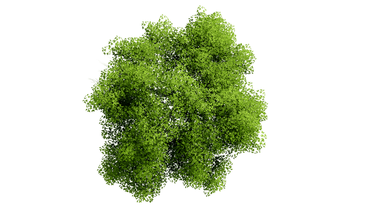 Tree Plan PNGs for Free Download