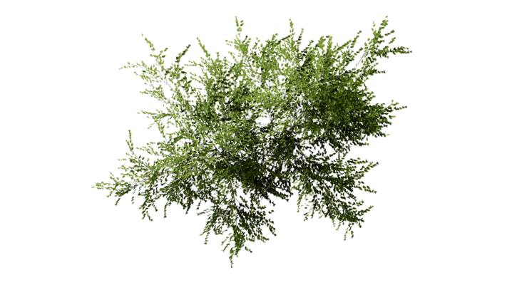 Grass Top View Pngs For Free Download