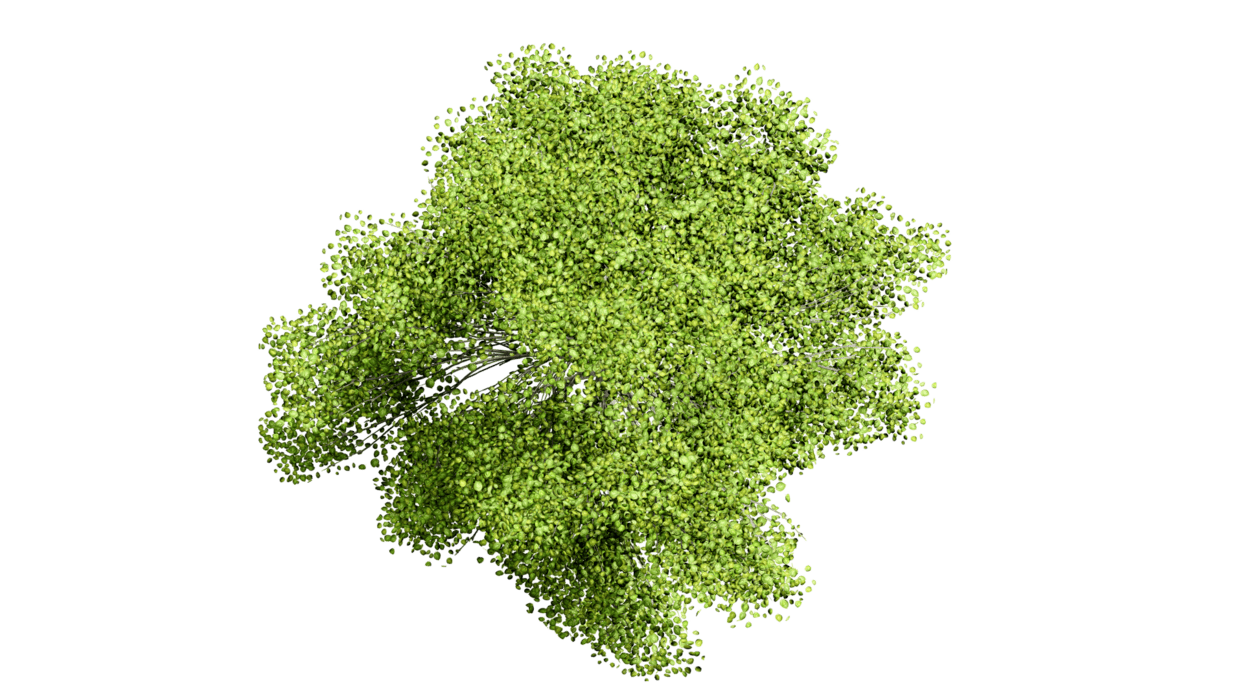 Tree Plan View PNGs for Free Download