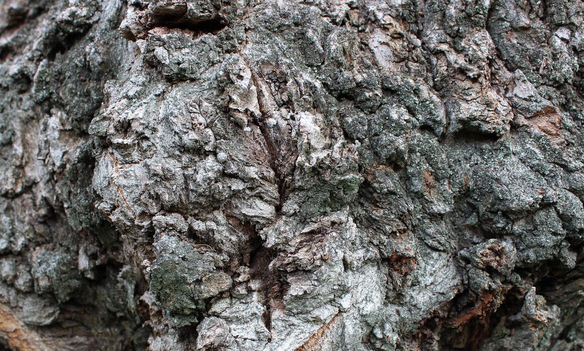 Tree Trunk Pattern Stock Photos, Images and Backgrounds for Free Download