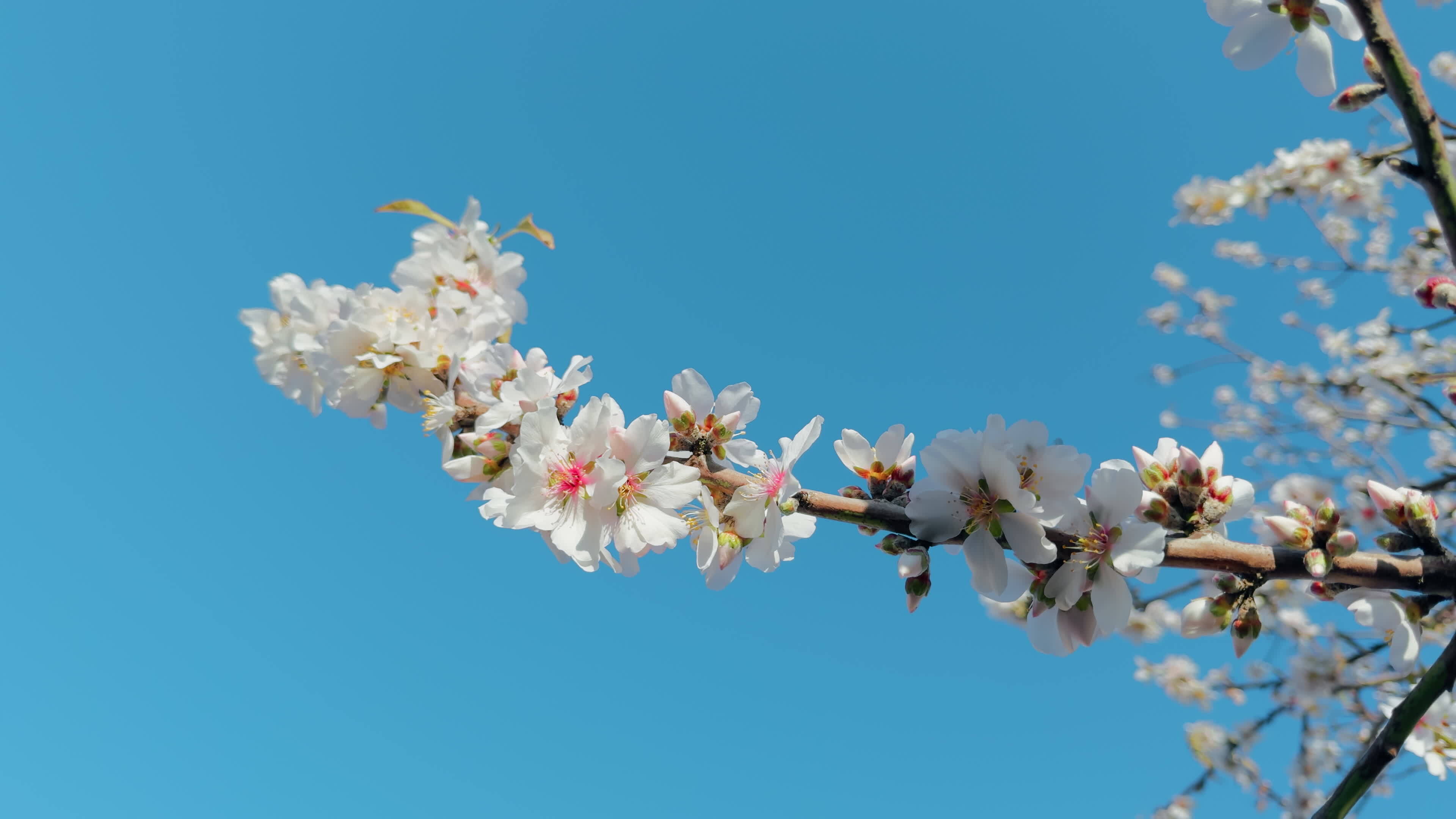 tree branch full of white flowers 39196770 Stock Video at Vecteezy