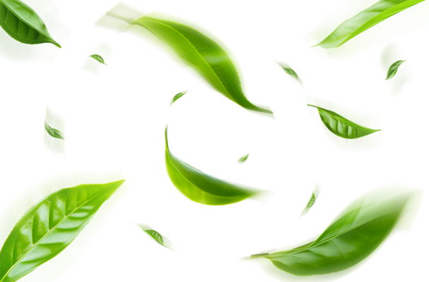 Floating Leaf PNGs for Free Download Floating Leaf PNGs for Free Download