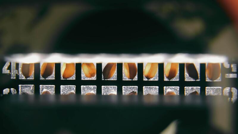 Seed Macro. Natural Patterns and Textures, Close-up view of seeds displayed behind a metal grate ...
