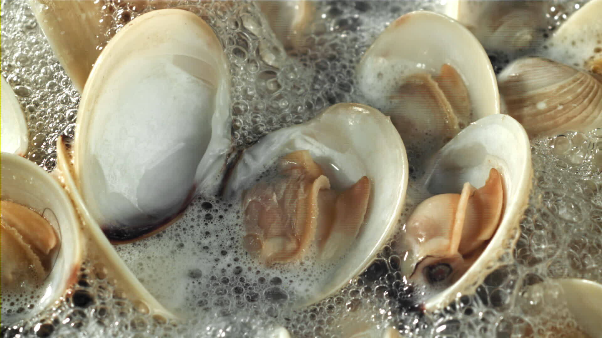 Fresh vongole is boiled in a wok. Filmed on a high-speed camera at 1000 ...