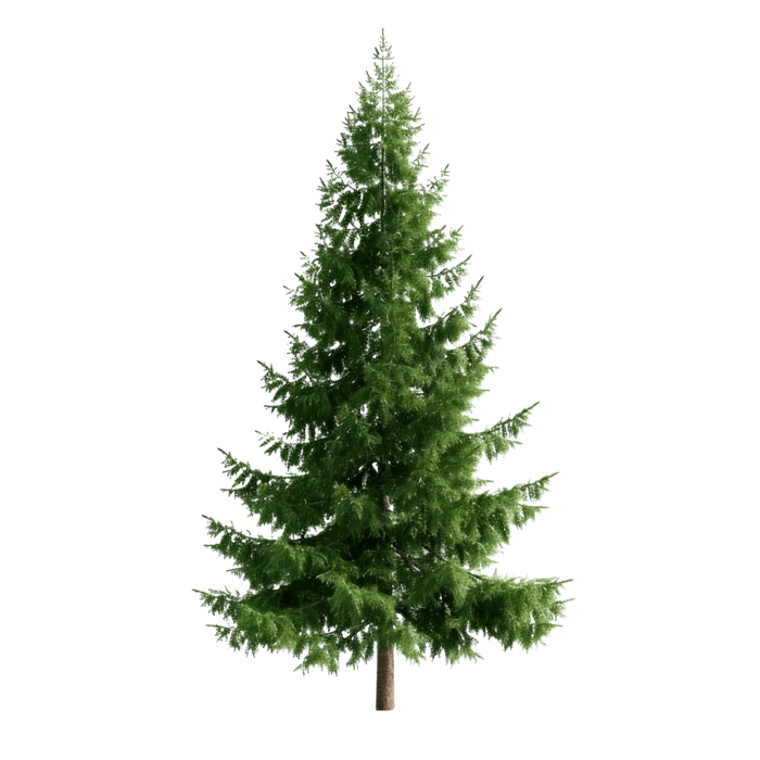 Pine Tree Transparent PNGs for Free Download