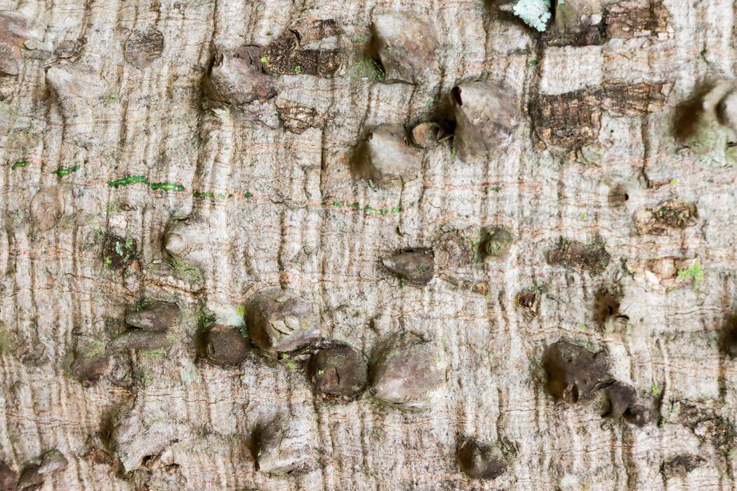 Tree Trunk Pattern Stock Photos, Images and Backgrounds for Free Download