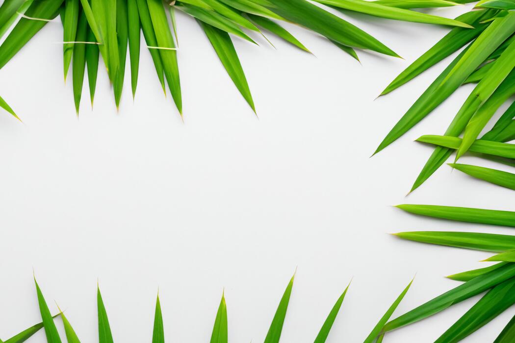 Palm Leaf Border Stock Photos, Images and Backgrounds for Free Download