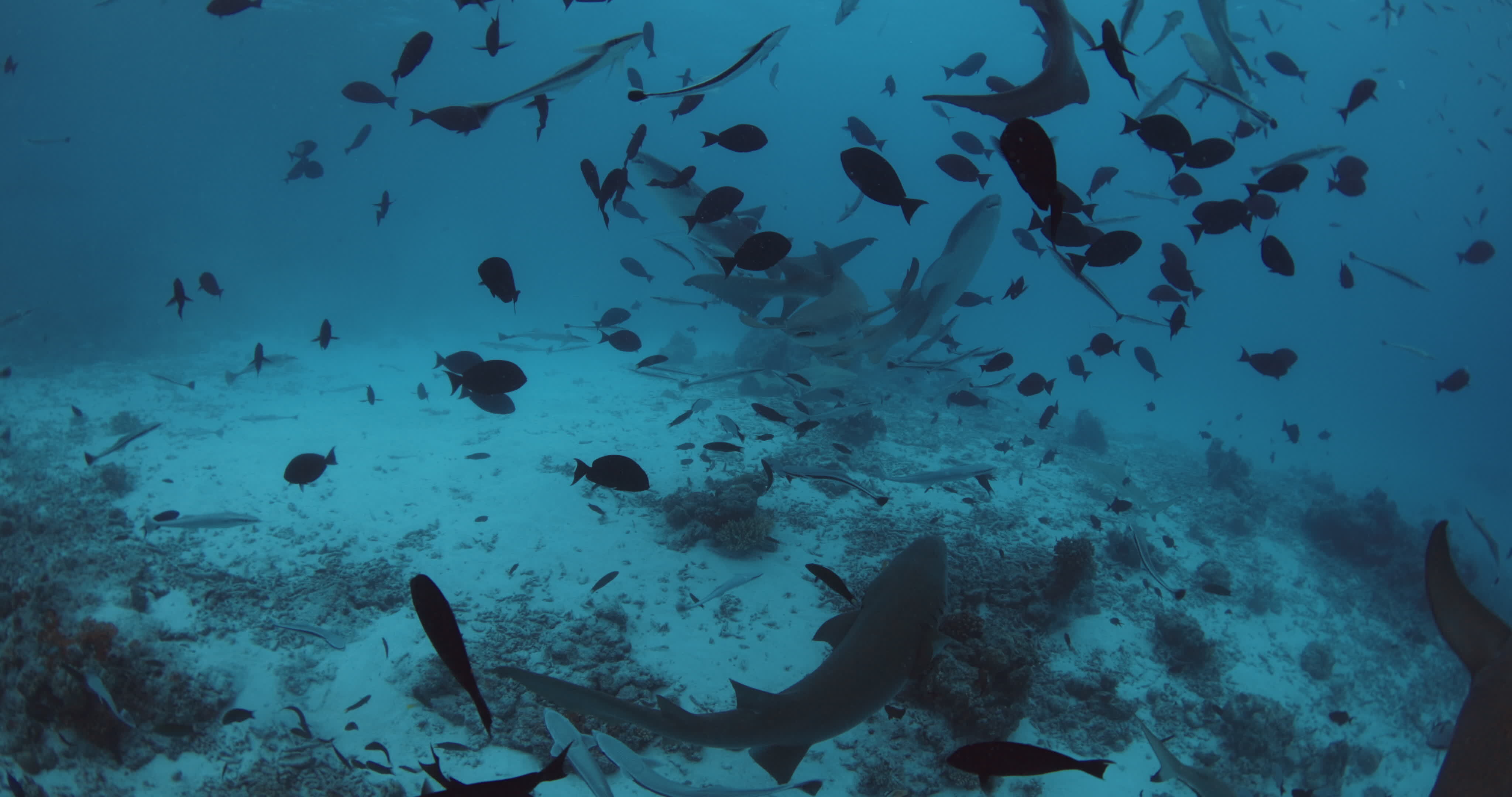 A lot of tropical fishes and sharks in deep sea. School of fish and sharks in clear blue ocean ...