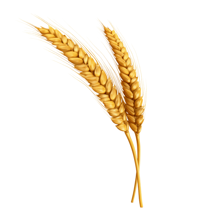 Wheat Leaf PNGs for Free Download