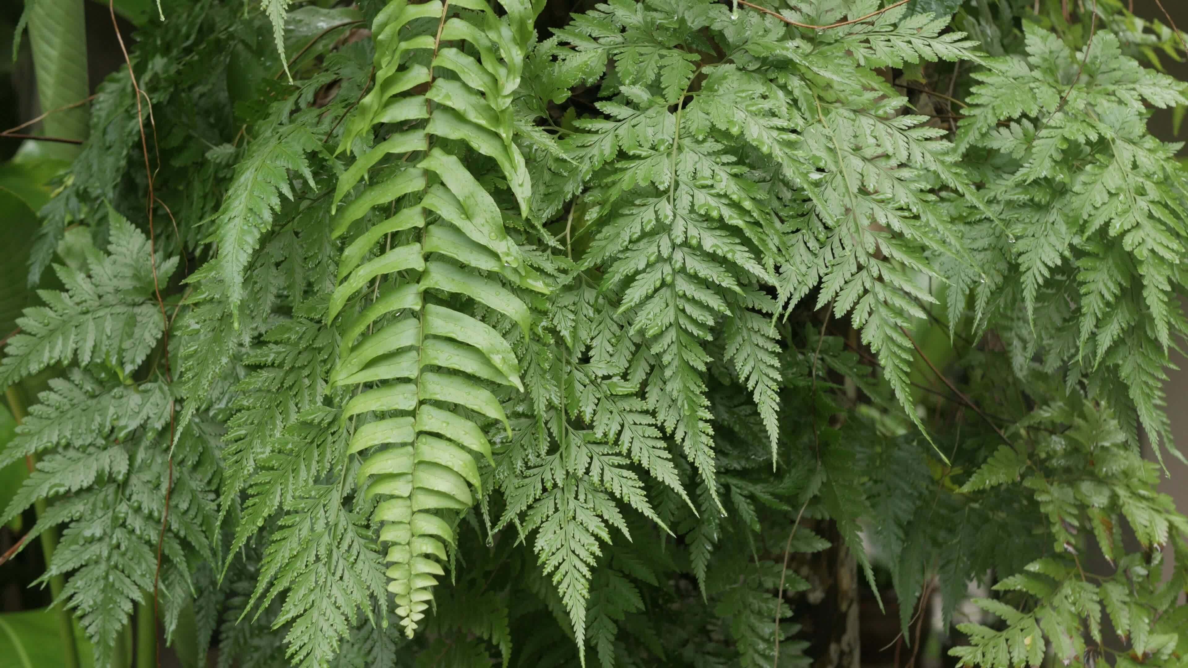 Juicy Exotic Tropical Monstera Leaves Texture Backdrop With Copyspace