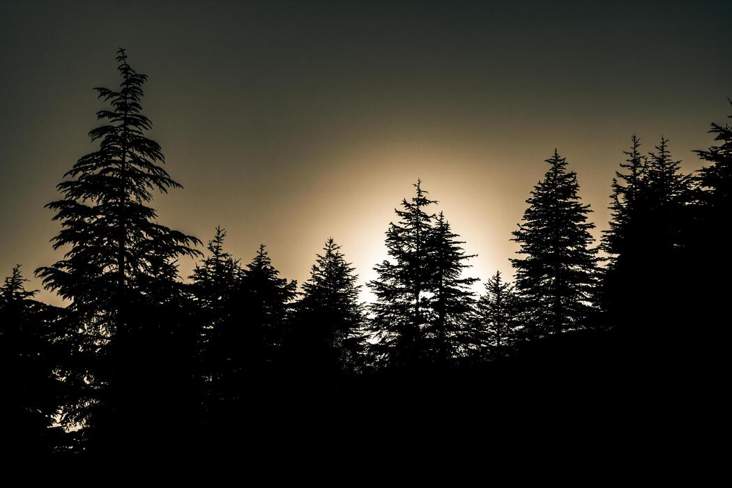 Pine Forest Silhouette Stock Photos, Images and Backgrounds for Free ...