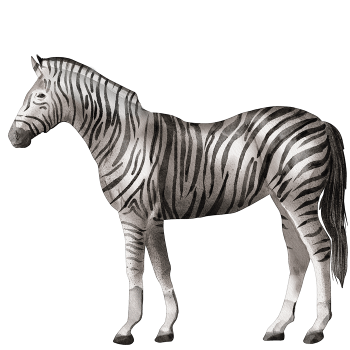 Zebra Watercolor PNGs for Free Download
