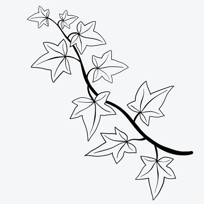 Maple Tree Branch Vector Art, Icons, and Graphics for Free Download