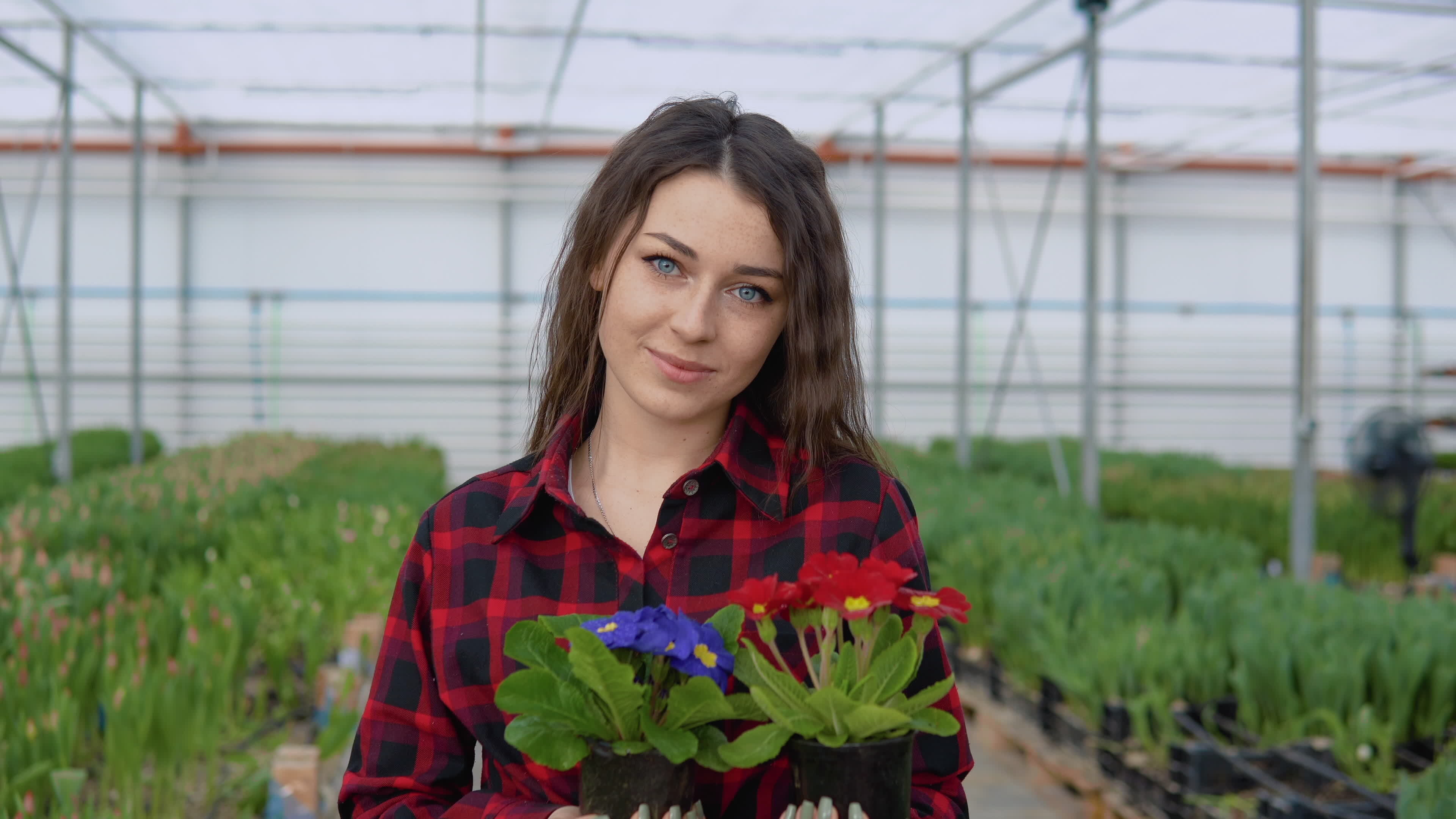 Young girl florist or botanist in a greenhouse holding two pots of blue ...