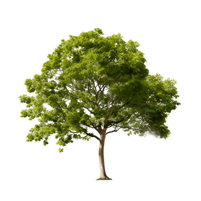 Page 2 | Tree Animation PNGs for Free Download