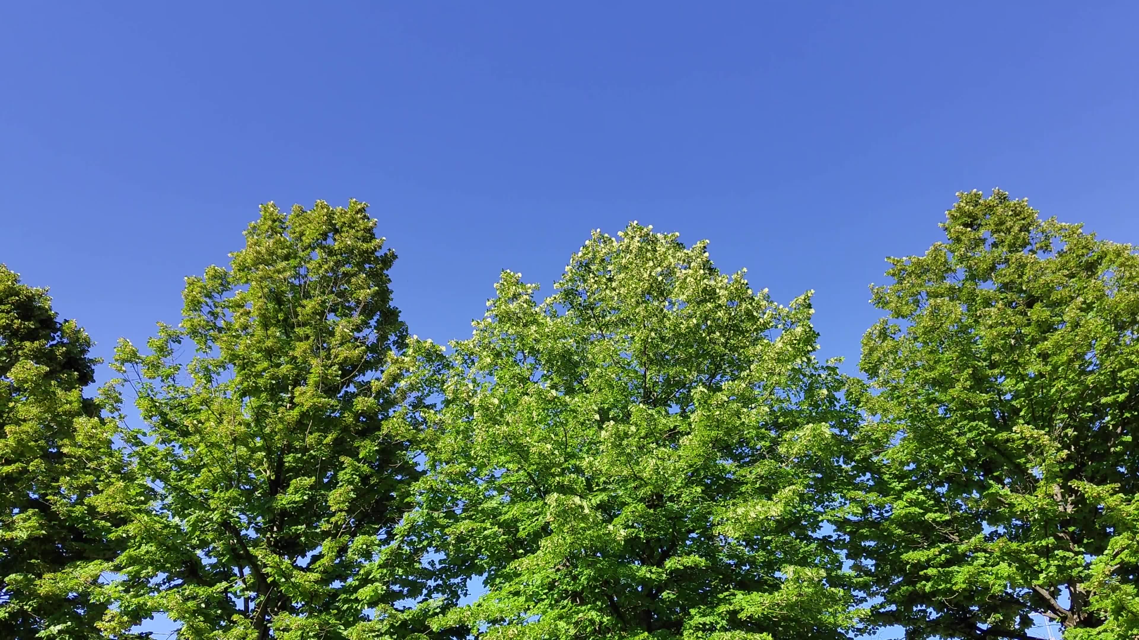 Trees And Blue Sky Stock Video Footage for Free Download