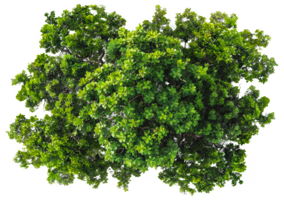 Watercolor Tree Top View Pngs For Free Download
