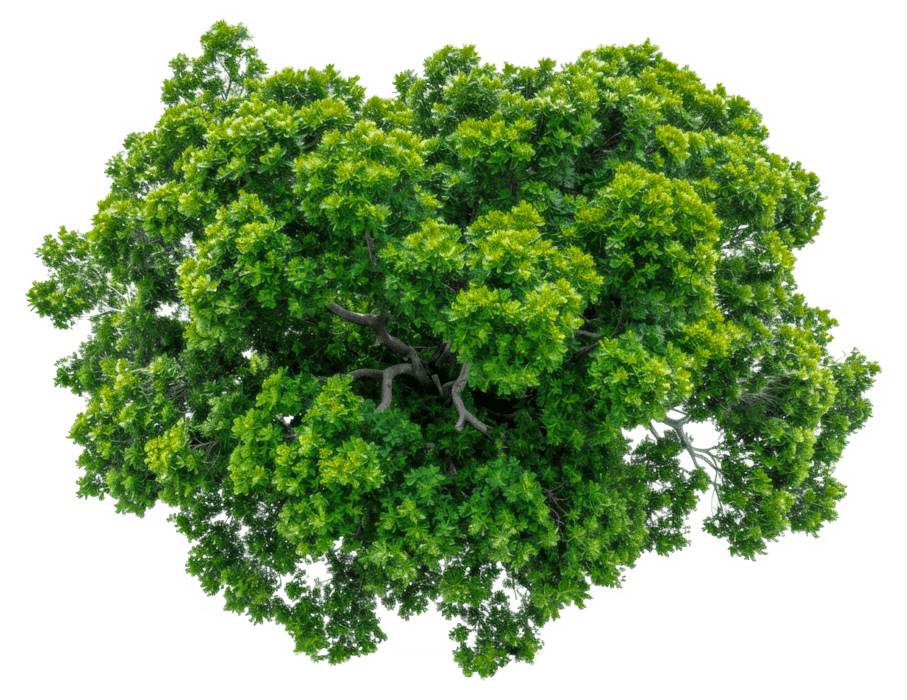 Tree Plan PNGs for Free Download