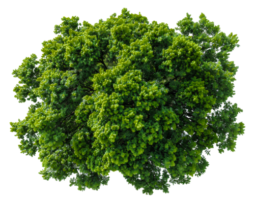 Watercolor Tree Top View Pngs For Free Download