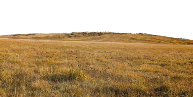 Yellow Grass Pngs For Free Download