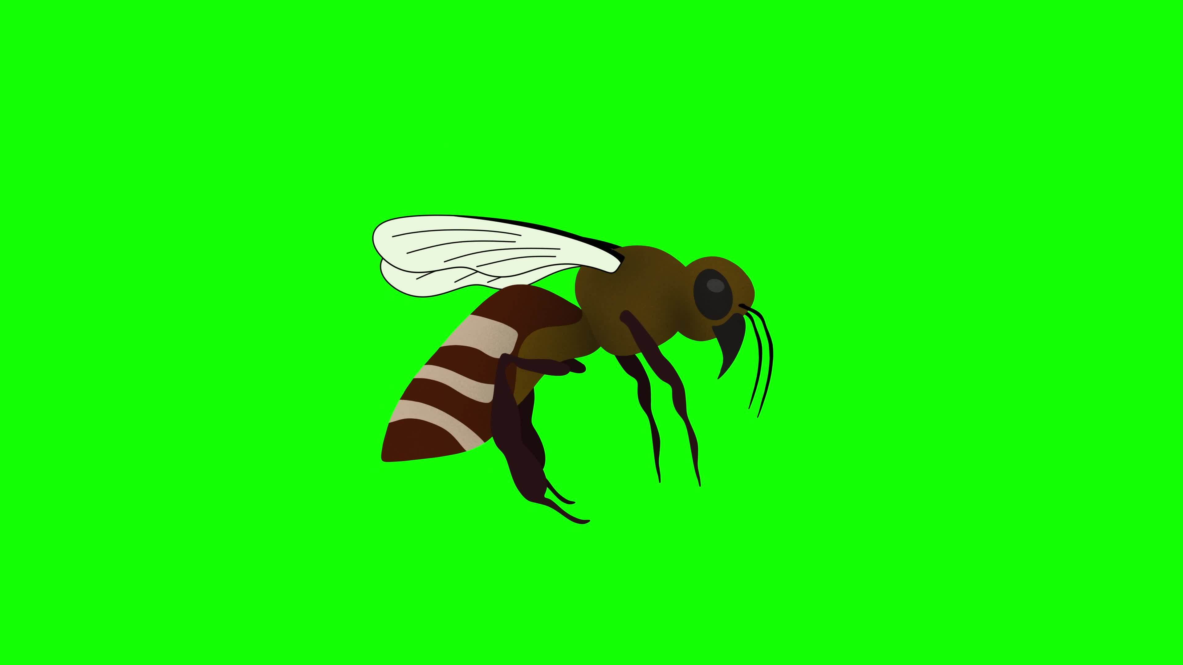 Closeup Video Of Honeybee Flying Against Green Screen Wildlife Insects Cartoon Animation Cute