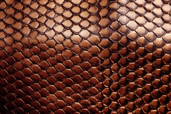 Snakeskin Pattern Stock Photos, Images and Backgrounds for Free Download