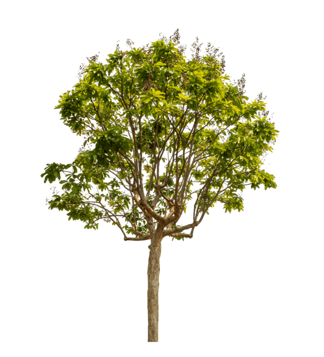 Tree Plan PNGs for Free Download