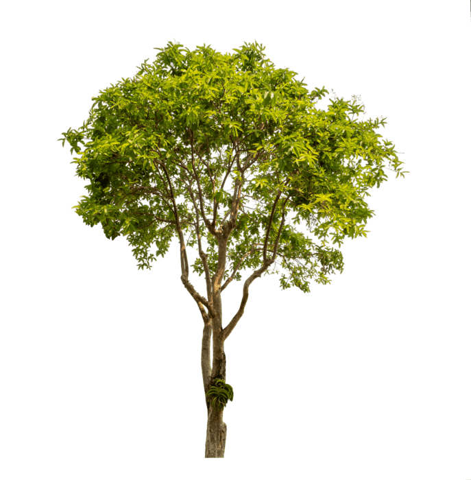 Tree Clip Art PNGs for Free Download