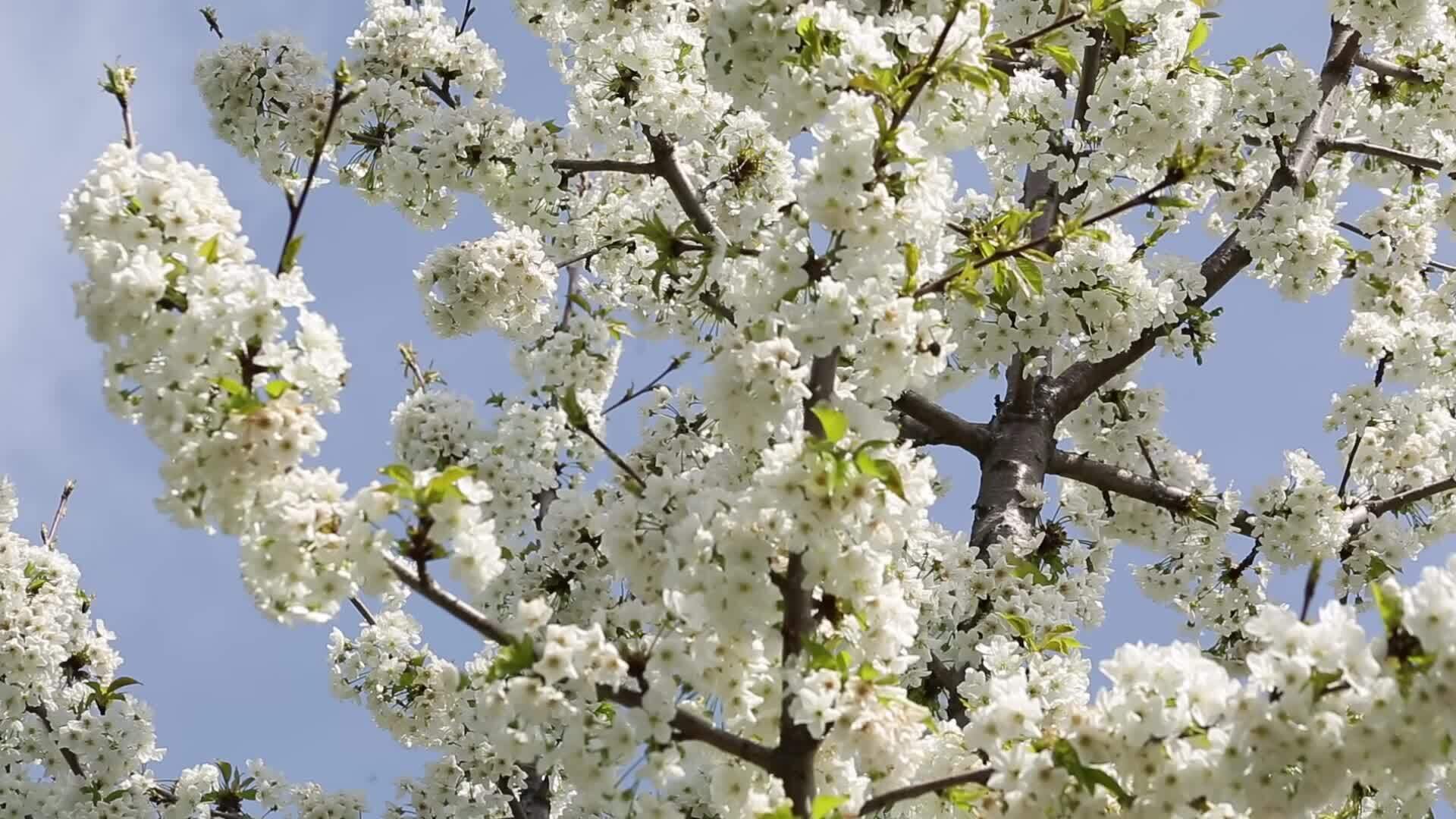 Blooming apple and cherry trees in the garden. 42198558 Stock Video at ...