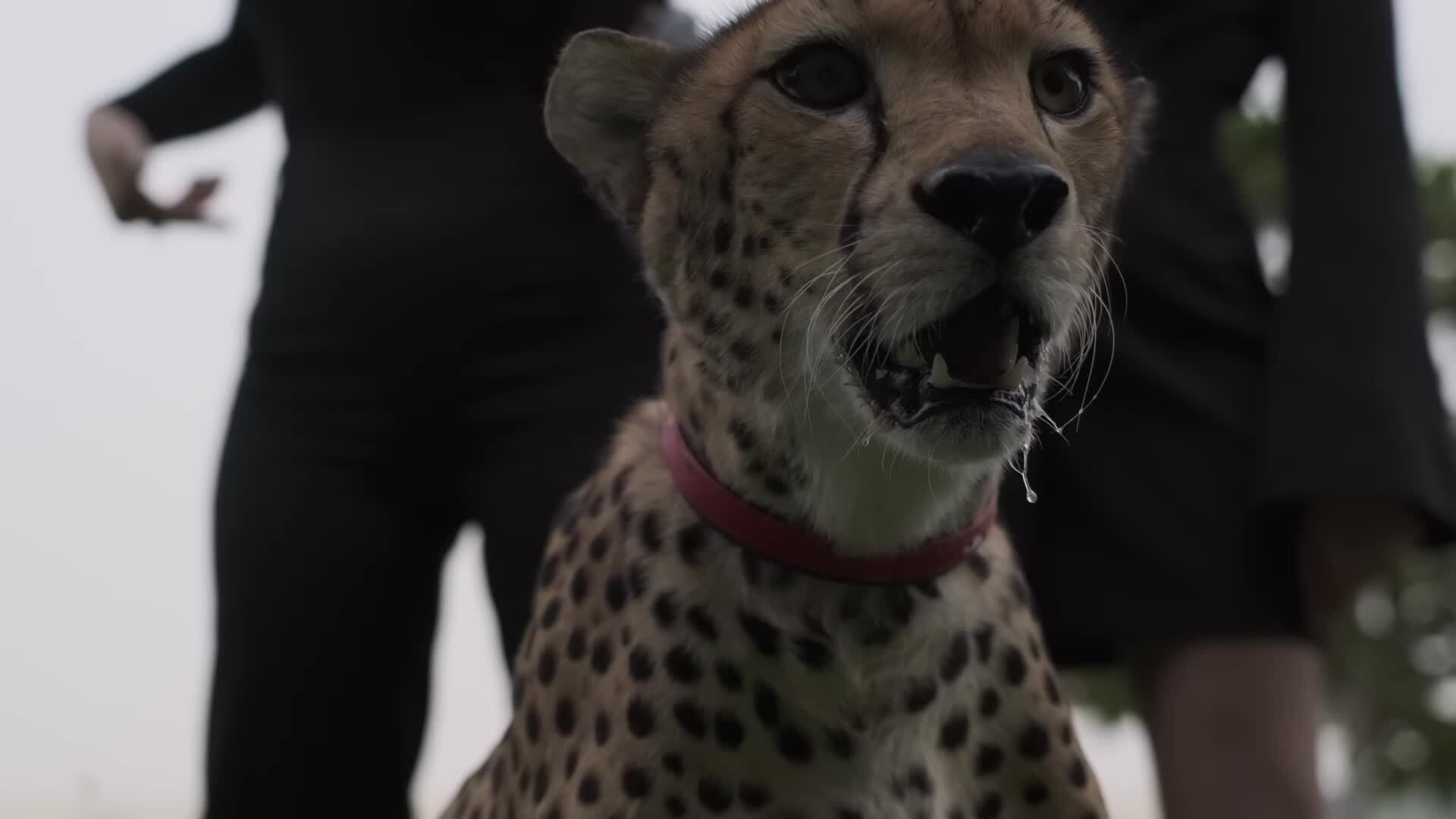 Two young women stand behind a tame cheetah lying on a carpet 42202738 Stock Video at Vecteezy