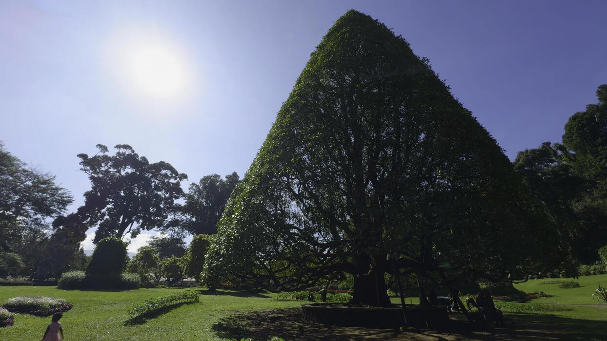 Triangle Tree Stock Photos, Images and Backgrounds for Free Download