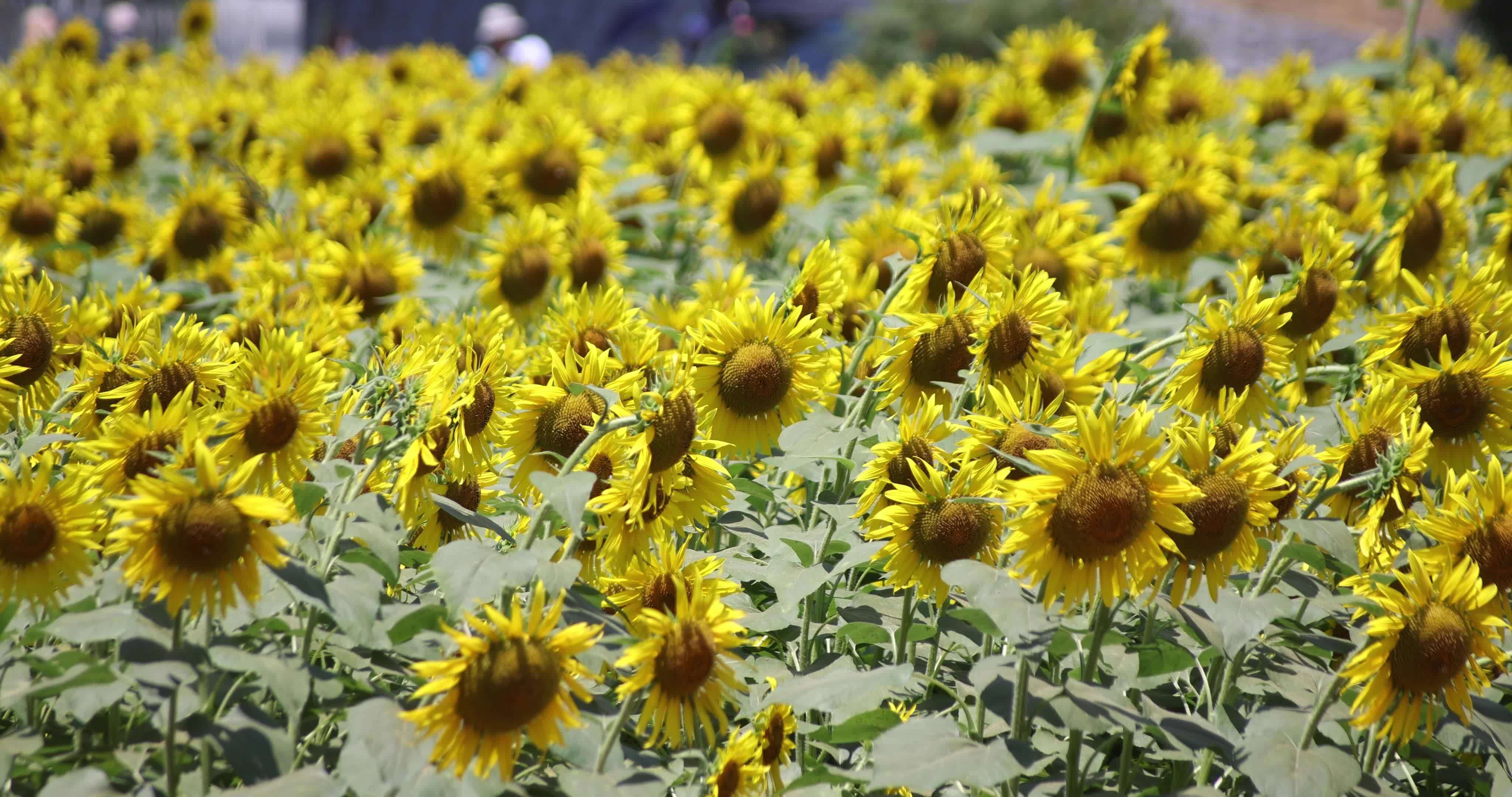 Sunflowers at the farm sunny day telephoto shot 42383561 Stock Video at Vecteezy