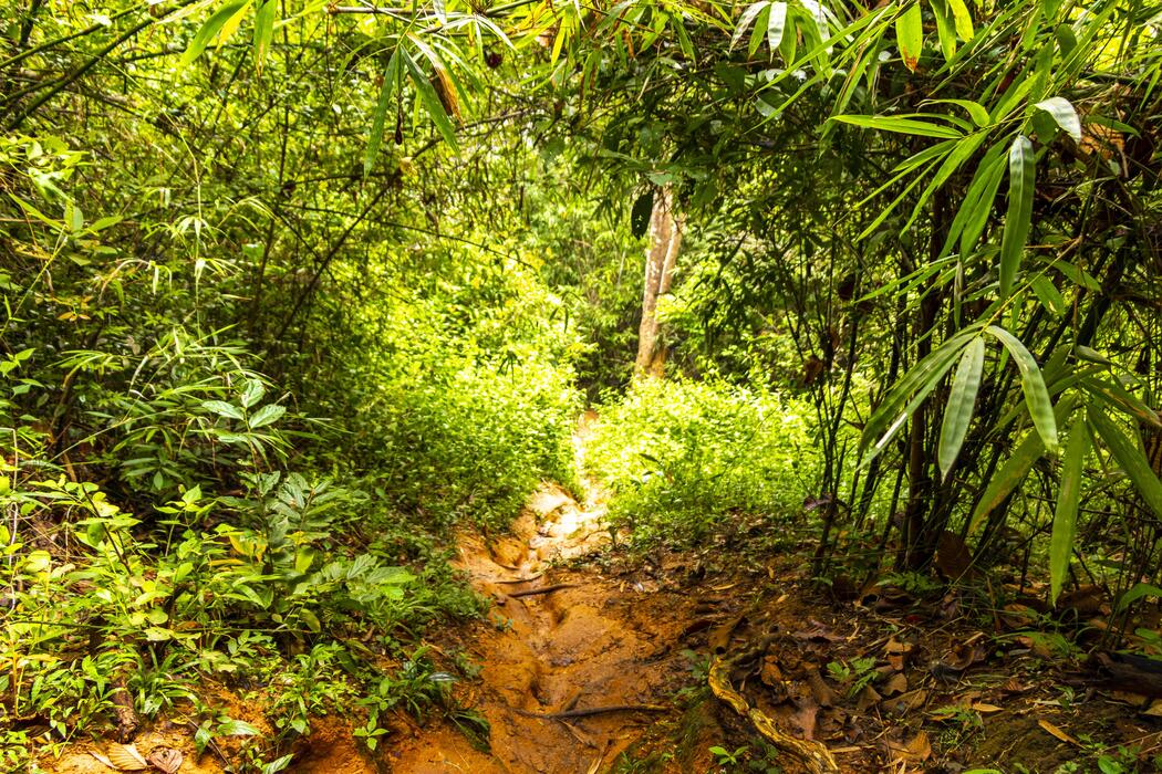 Jungle Path Stock Photos, Images and Backgrounds for Free Download