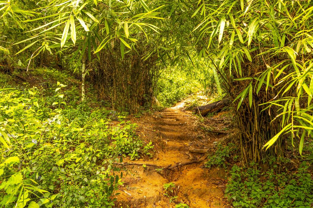 Jungle Path Stock Photos, Images and Backgrounds for Free Download