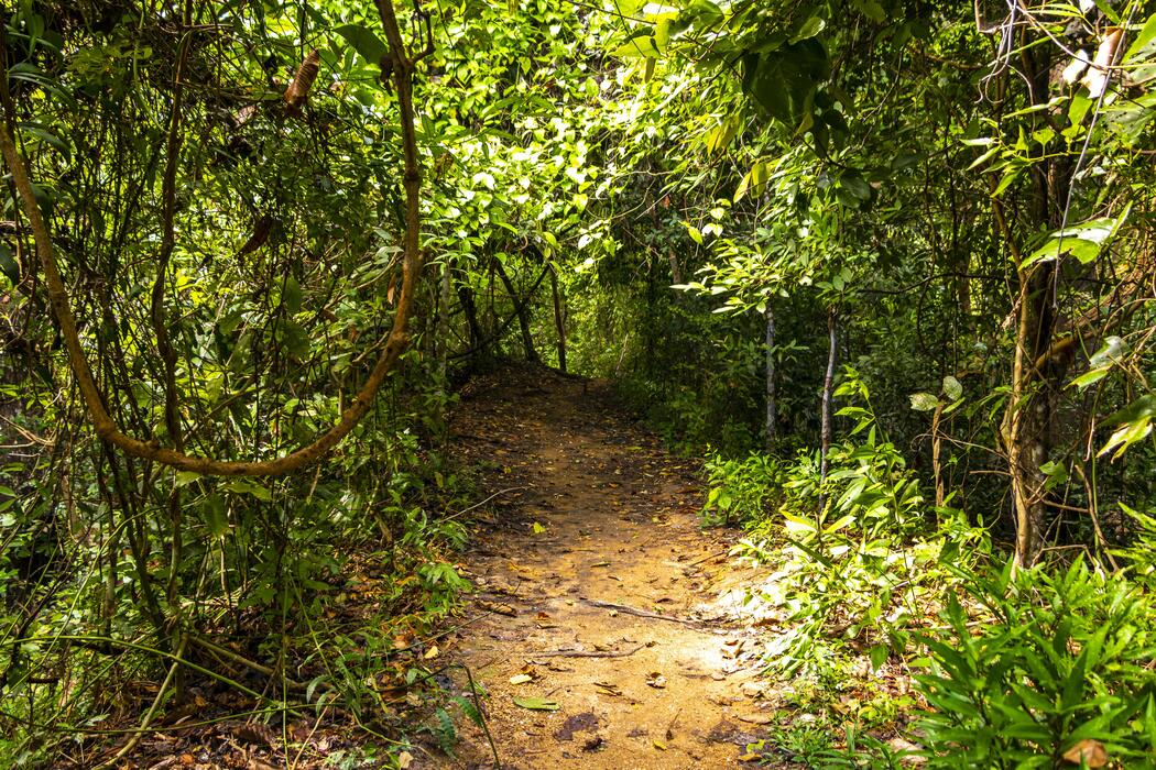 Jungle Path Stock Photos, Images and Backgrounds for Free Download