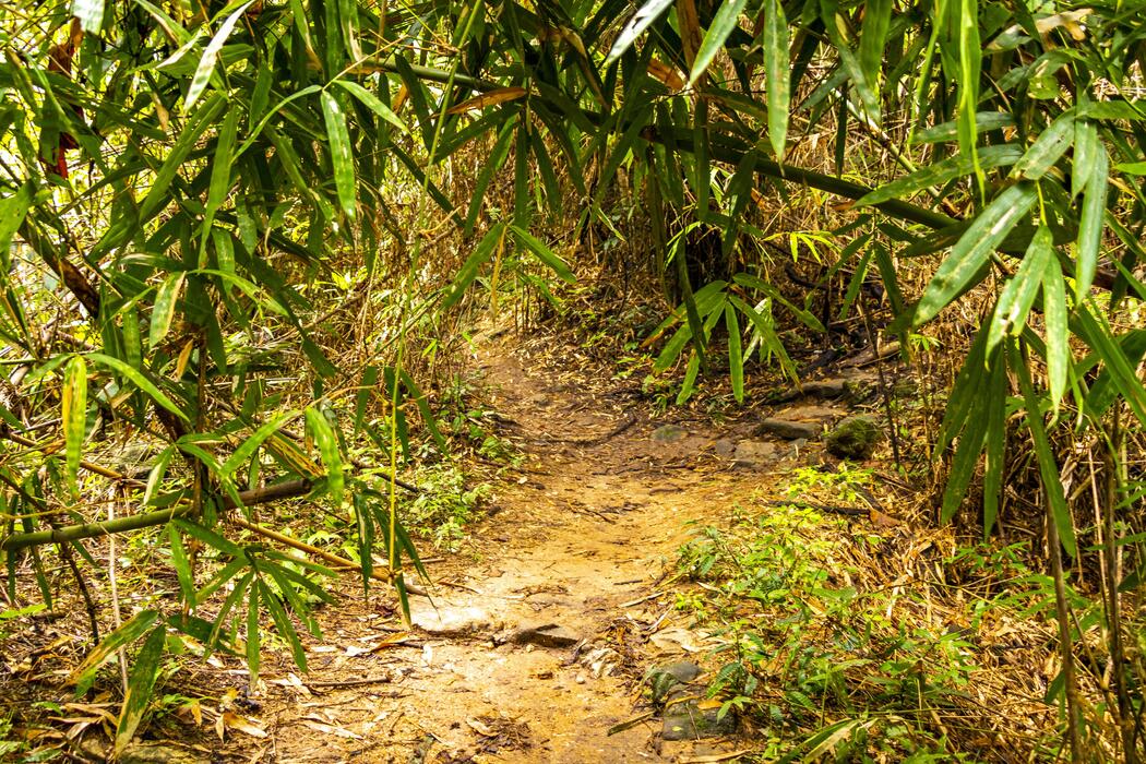 Jungle Path Stock Photos, Images and Backgrounds for Free Download