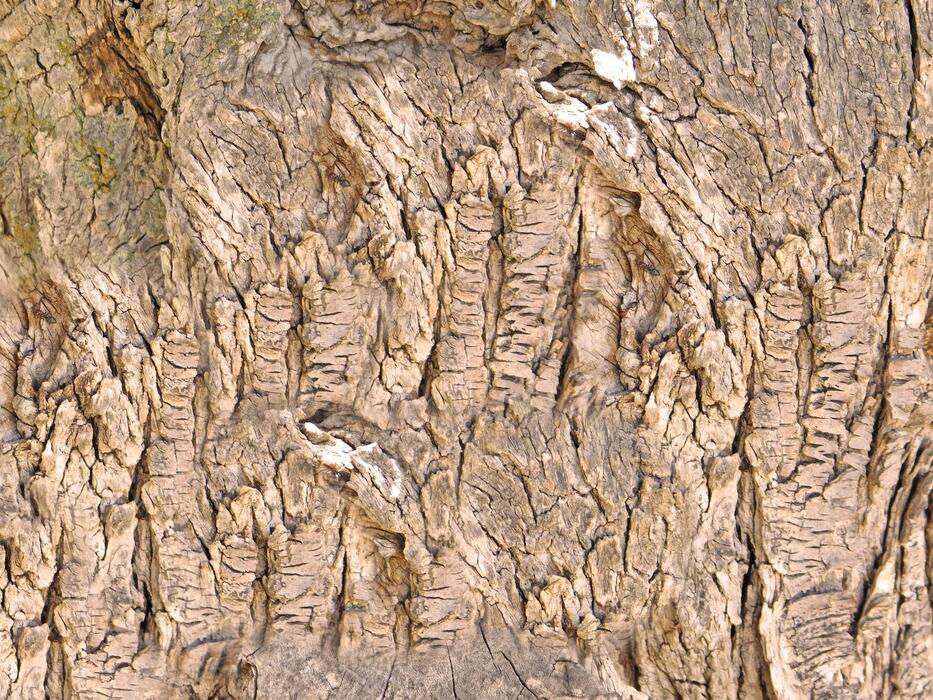 Tree Trunk Pattern Stock Photos, Images and Backgrounds for Free Download