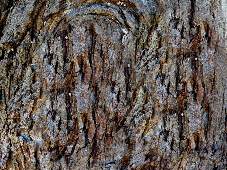 Tree Trunk Pattern Stock Photos, Images and Backgrounds for Free Download