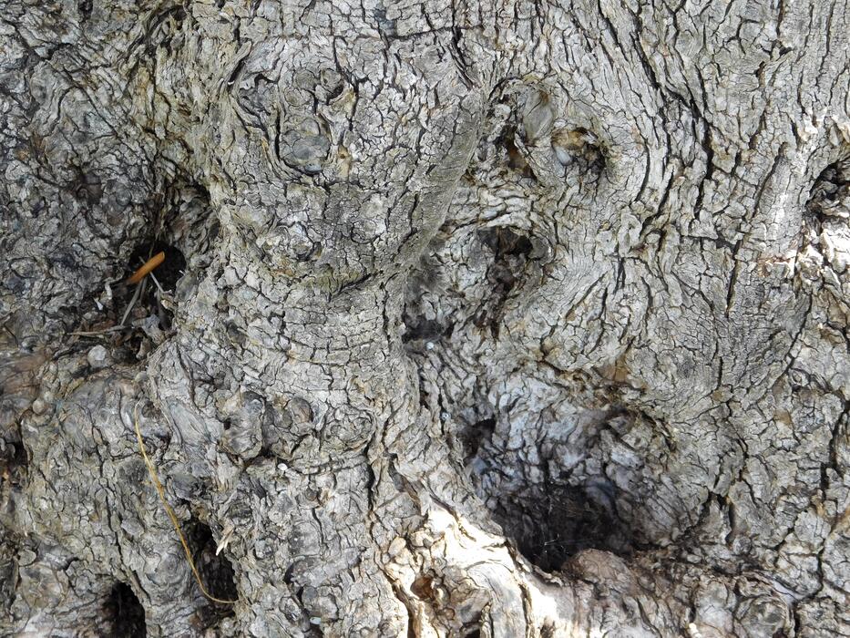 Tree Trunk Pattern Stock Photos, Images and Backgrounds for Free Download