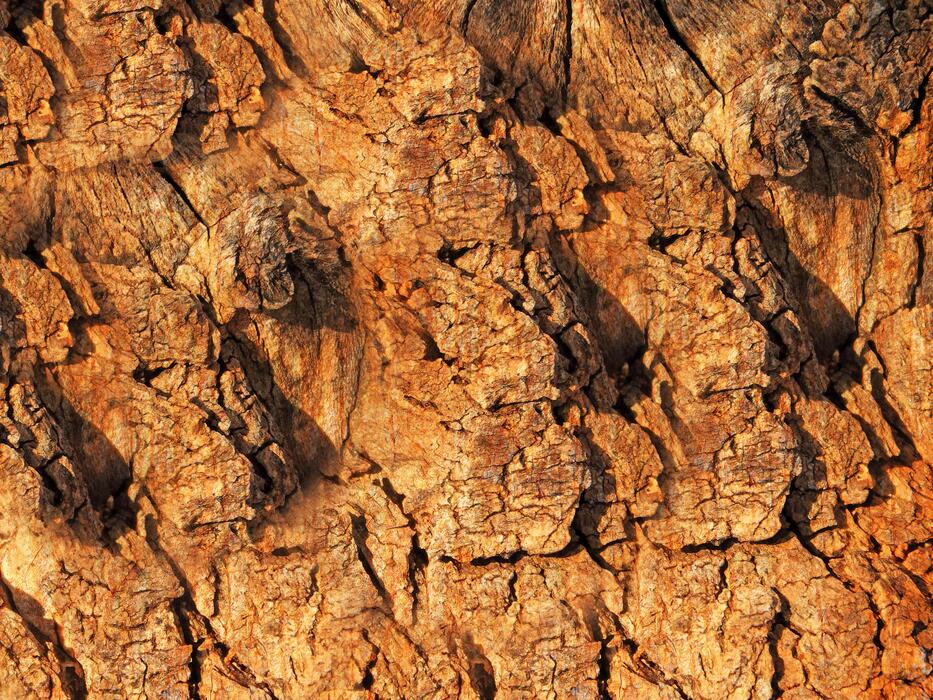 Tree Trunk Pattern Stock Photos, Images and Backgrounds for Free Download