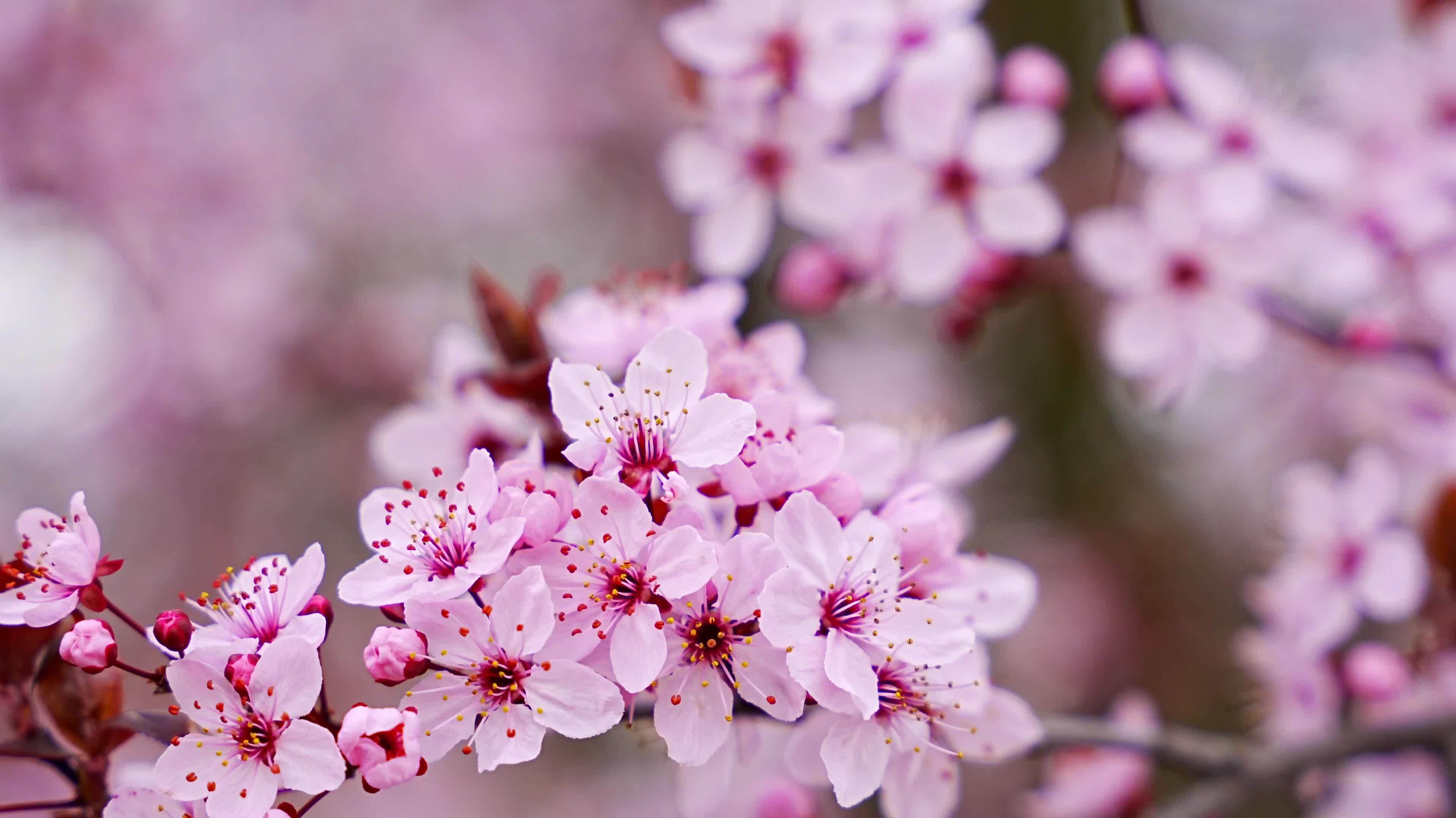 Beautiful spring background with pink flowers of cherry tree in spring ...