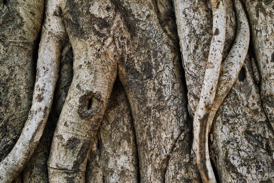 Tree Trunk Pattern Stock Photos, Images and Backgrounds for Free Download