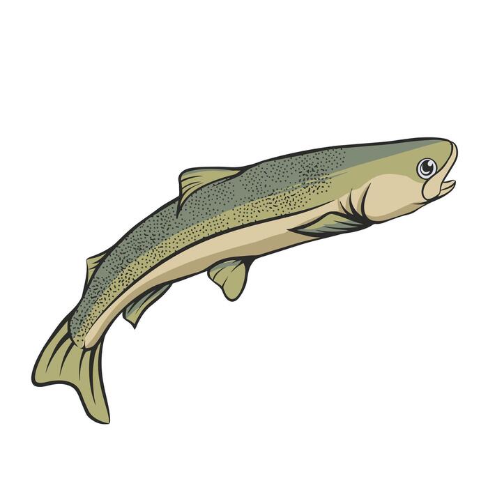 Cutthroat Trout Vector Art, Icons, and Graphics for Free Download