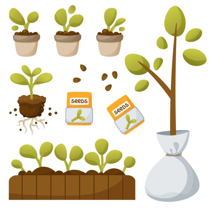 Seed Growing Vector Art, Icons, and Graphics for Free Download
